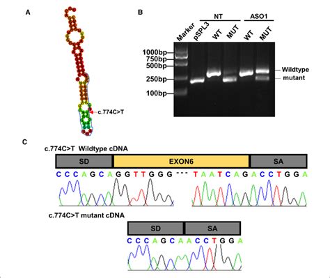Antisense Oligonucleotide Partially Rescue The Exon Skipping Caused By