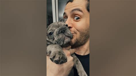 Французский бульдог МЕРЛЕ Будущая волшебница с разноцветными глазами🥰🥹🖤 французскийбульдог