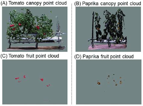 Plant Canopy And Fruit Point Cloud Data Tomato Canopies For Estimation