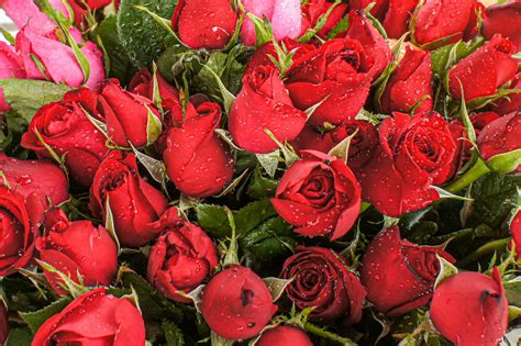 집 밖의 4k 바탕화면 4k 배경 경치 관상용 식물 꽃 꽃 바탕화면 꽃 배경 꽃 사진 꽃무늬 꽃잎 나뭇잎 다채로운 배경 봄 붉은 꽃 빨간