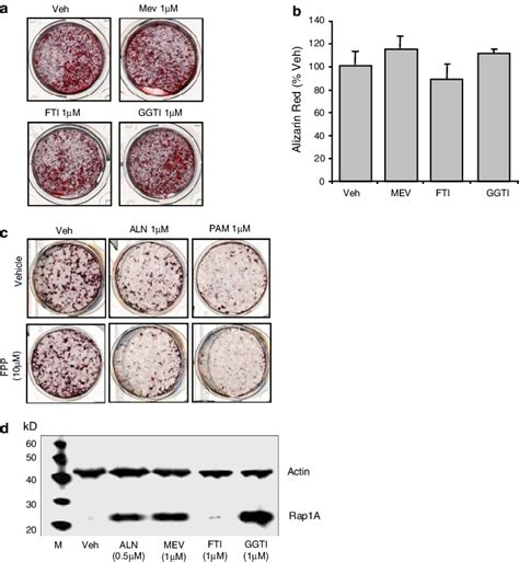 Nitrogen Containing Bisphosphonates Inhibit Bone Nodule Formation By Download Scientific