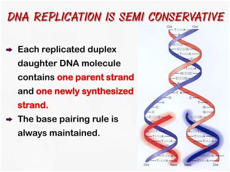 DNA Replication PDF