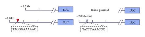 Dual Luciferase Reporter Analysis Of The Regulate Effects Of Nf κb On