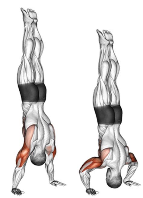 Handstand Push Up How To Progression Variations