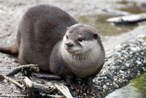 helping Out River Otters Earth Rangers