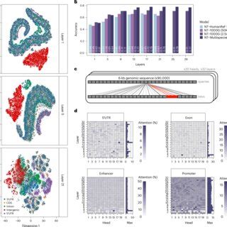 PDF Nucleotide Transformer Building And Evaluating Robust Foundation Models For Human Genomics