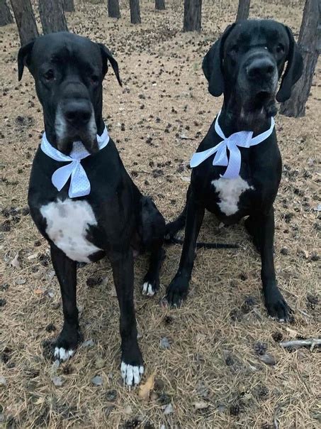 Добрый день прошу разместить объявление ЧП и ДТП КУРГАН