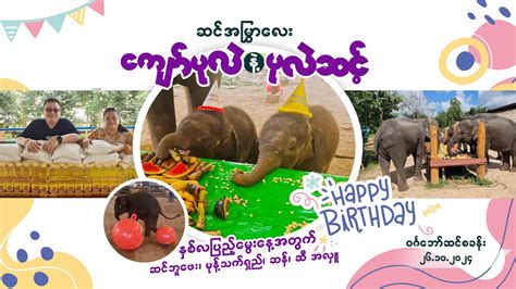 ဝင်္ဂဘော်ဆင်စခန်းရှိ ဆင်အမြွှာလေး ကျော်ပုလဲ နဲ့ ပုလဲဆင့် နှစ်လပြည့် မ