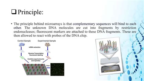 Dna Microarray Technology For Principle Of Drug Discovery Pptx