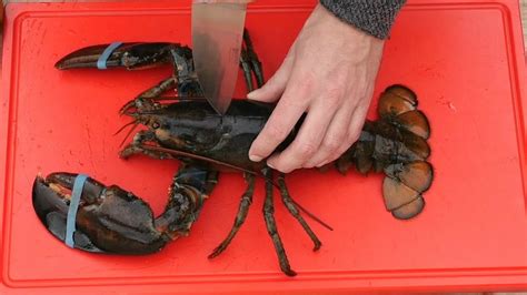 Grilled Whole Lobster