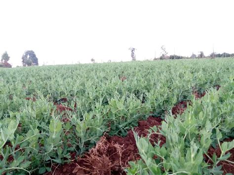 Difference Between Basal Application And Top Dressing Application