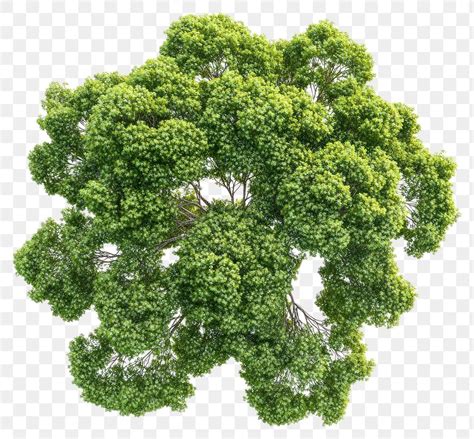 PNG Lush Green Tree Top Free PNG Rawpixel