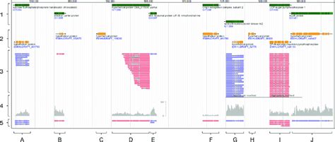 E Huxleyi Ccmp3266 Genes Were Generated By Clustering Transcript