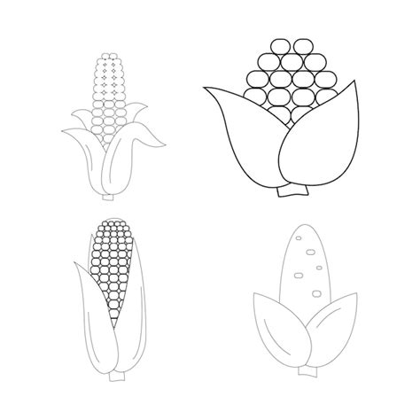 Corn Structure Diagram Vectors And Illustrations For Free Download Freepik