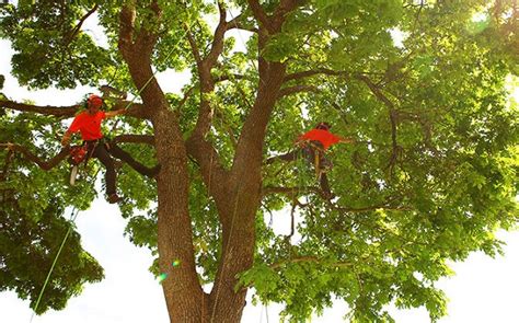 Tree Healthcare Tp Tree Service