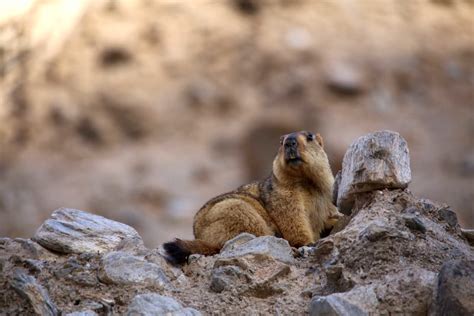 Burrow Down Sleep Tight The Fascinating Life Of The Himalayan Marmot