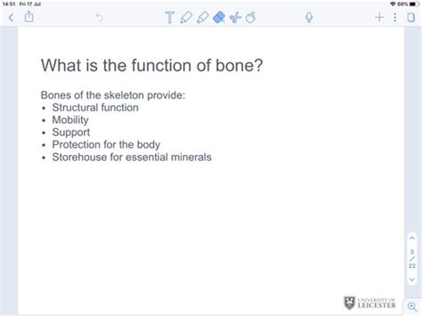 Bones Flashcards Quizlet