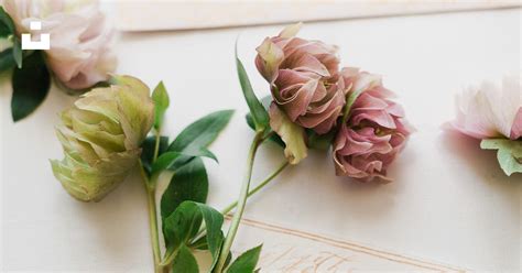 그 위에 장미가 달린 종이 한 장 사진 Unsplash의 무료 꽃 이미지