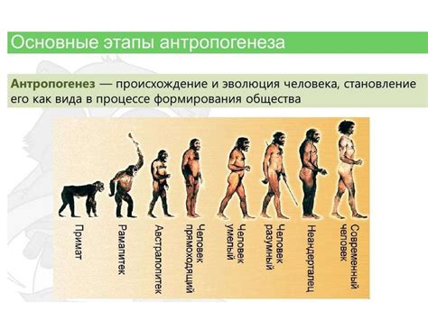 Основные этапы эволюции приматов презентация онлайн