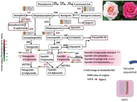 Integrated Metabolome And Transcriptome Analysi
