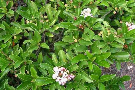 Rhaphiolepis Indica