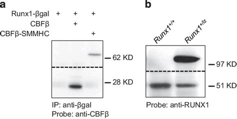 runx1 β gal binds cbfβ and cbfβ smmhc and is present at higher levels