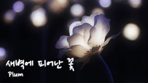 새벽에 피어난 꽃 By Plum 새벽감성 가득 담은 뉴에이지 피아노곡 Youtube