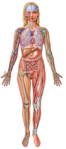 Chapter 1 Interdependent Levels Of Organization Flashcards Quizlet