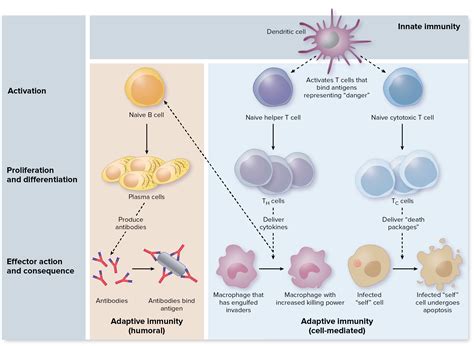 Adaptive Immune Response Presentation Ideas For School Immune System Nursing Immune Response