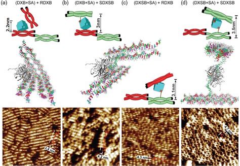 Schematics Atomic Models And Corresponding Afm Images With Measured