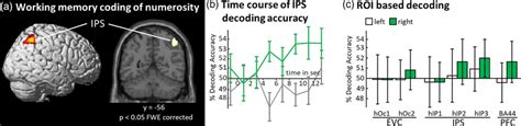 wm coding of numerosity a brain regions which showed activity