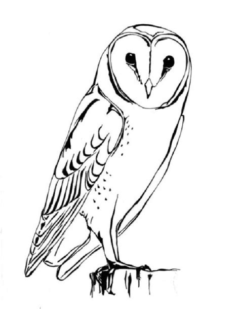 Owl Coloring Pages Free Printable Pdf