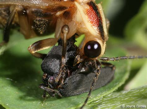 Firefly Photuris Bugguidenet