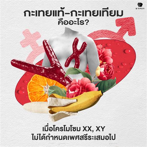 สำนักพิมพ์ ยิปซี ‘กะเทยแท้ ‘กะเทยเทียม คืออะไร เมื่อโครโมโซม Xx