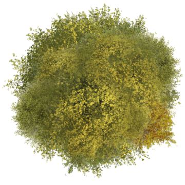 Tree Plan Top View PNG Vector PSD And Clipart With Transparent