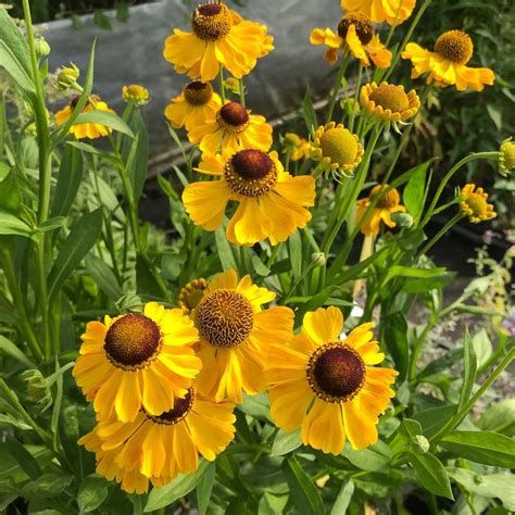 Helenium Wesergold Hélénie Le Chatel Des Vivaces