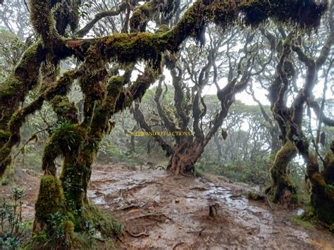 Mt Madjaas 2117 Masl Into The Mystical Domain Of The Visayan