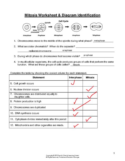 Mitosis Worksheet And Diagram Identification Answers Mitosis Worksheet