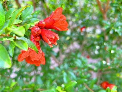 Pomegranate Tree With Flowers Pomegranate Background 24758979 Stock