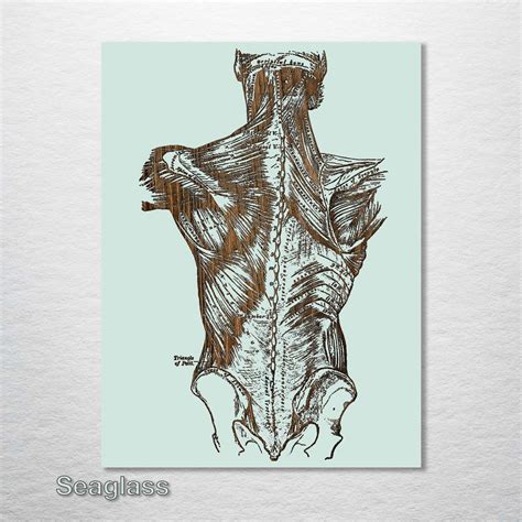 Grays Anatomy Back Muscle Savannah Laser Company