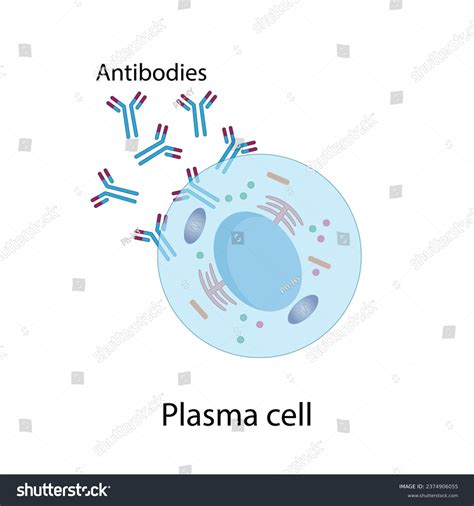4 Hundred Monoclonal B Cell Royalty Free Images Stock Photos Pictures Shutterstock