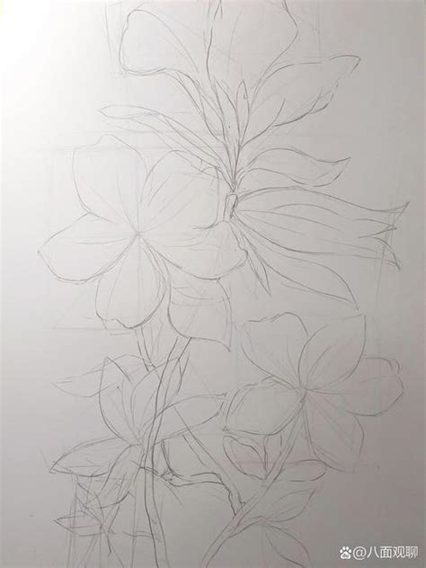 杜鹃花简笔画20张 几塔之家