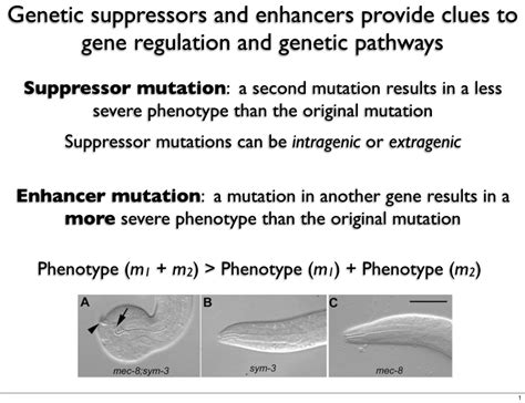 Genetic Suppressors And Enhancers Provide Clues To Gene Regulation And