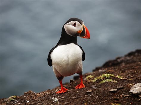 Small Puffin 4k Wallpaper Download