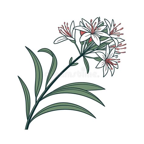 Elegant Monkey Grass Flower Graphic Stock Illustration Illustration