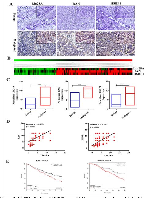 Figure 3 From Lin28a Regulates Stem Like Properties Of Ovarian Cancer Cells By Enriching Ran And