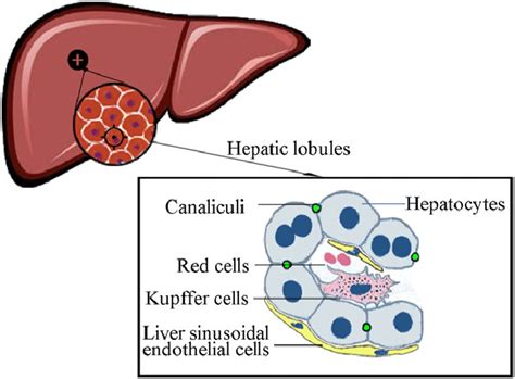 Diagram Of Liver Cell Figure 1 Liver Cell Lineage Stembook Ncbi