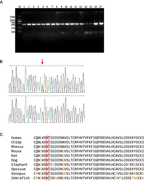 Sequencing Analysis Of Novel Missense Mutation In Exon 20 Of Tecta A Download Scientific