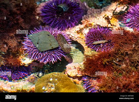Purple Sea Urchin Color
