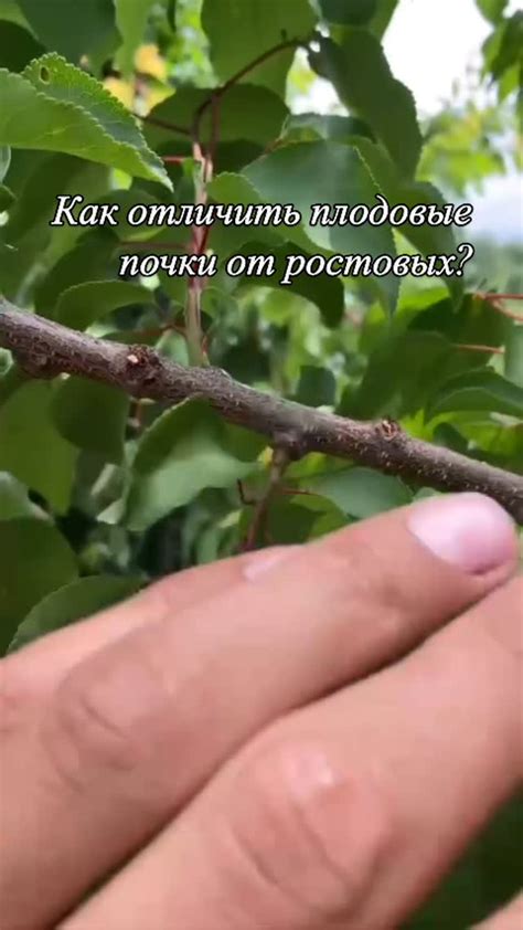 Питомник Растений Солнечный Обрезка молодых саженцев залог Урожайного сада 🍐🍎🌳Берем на